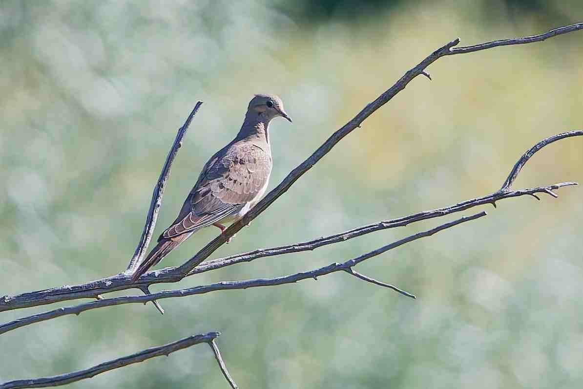 eBird Checklist - 11 Sep 2025 - Rio Fernando Wetlands (Fred Baca Park ...