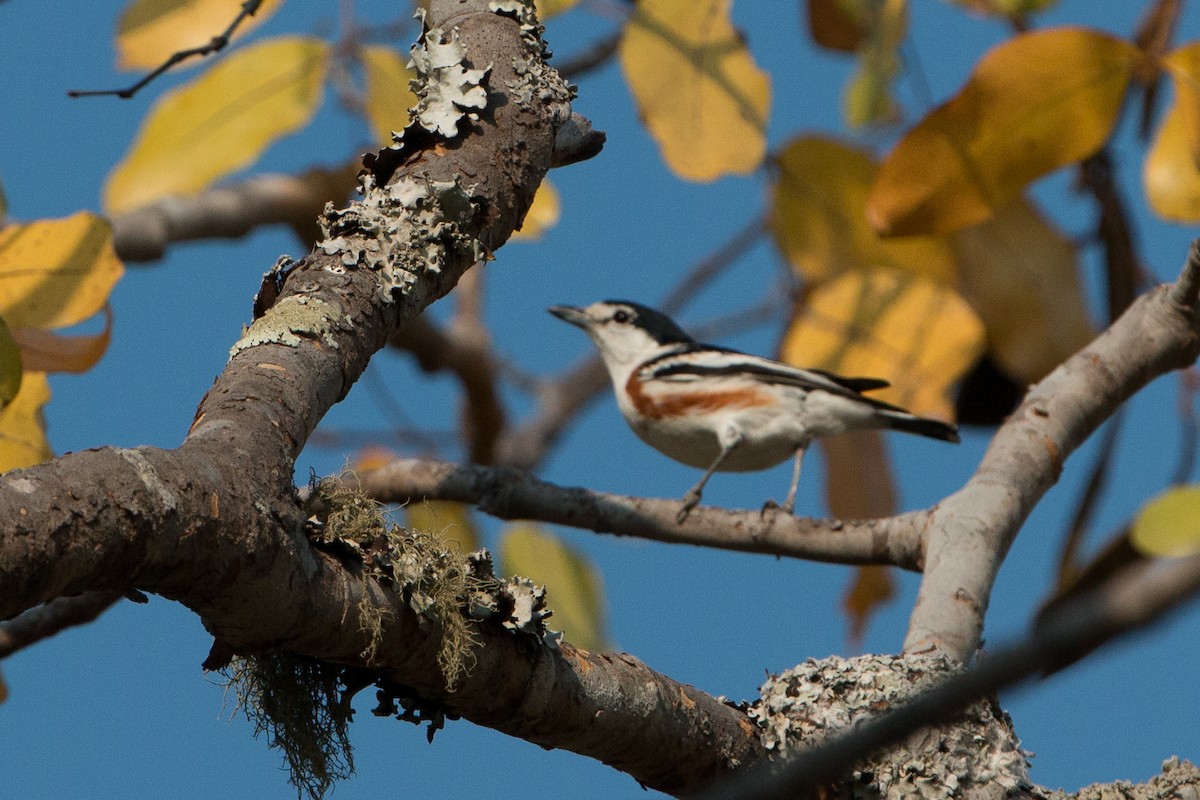 Media Search - Macaulay Library and eBird