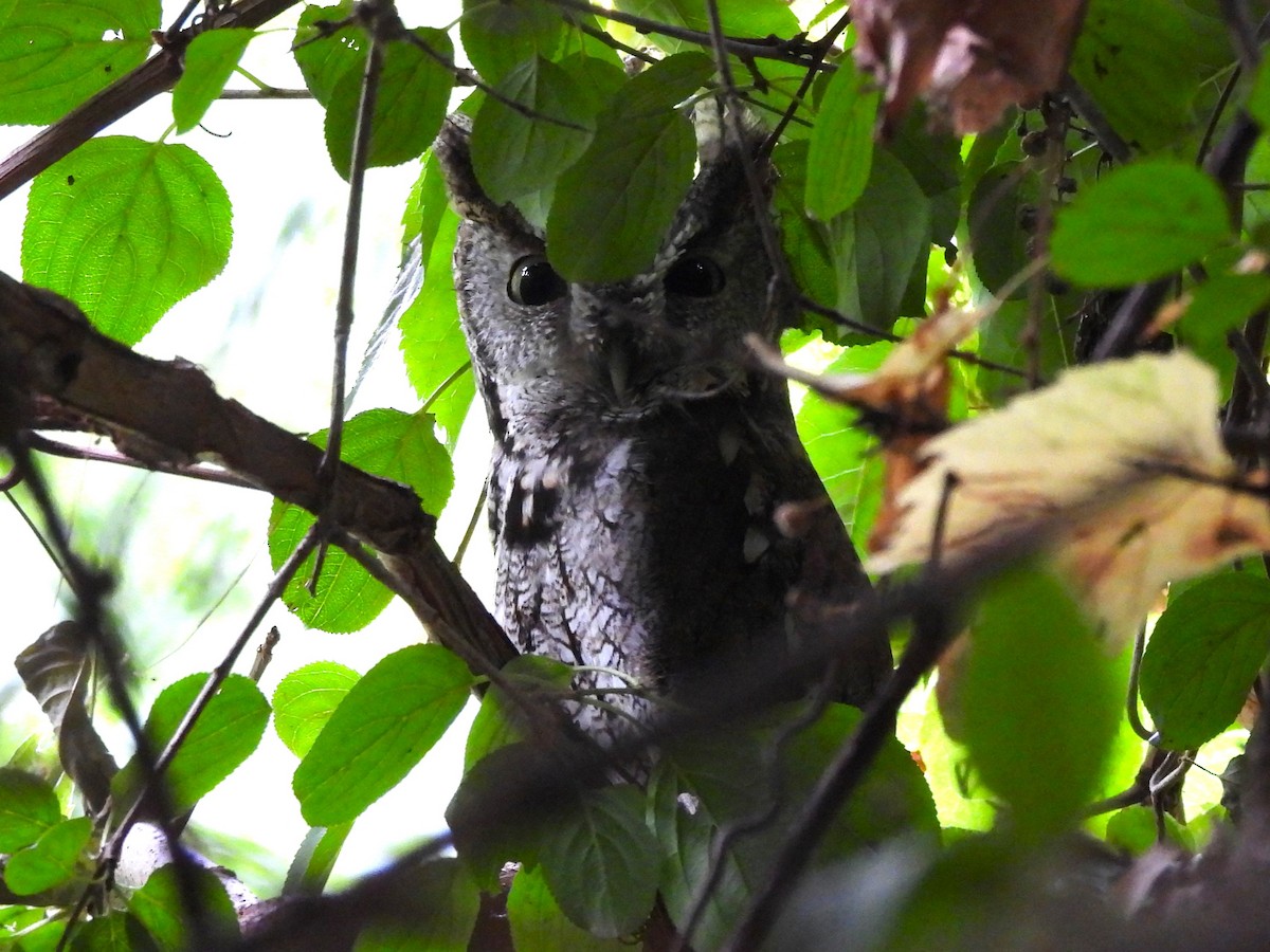 eBird Checklist - 13 Sep 2025 - Oakville--Shell Park - 23 species