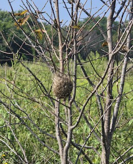 Shawnee Trail CA, Barton, Missouri, United States - eBird Hotspot