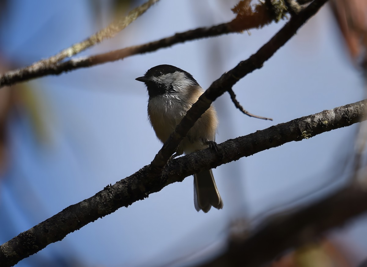 eBird Checklist - 13 Sep 2025 - Pisgah NF--Black Balsam Knob - 6 species