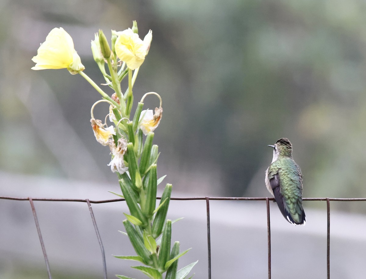 eBird Checklist - 13 Sep 2025 - Rock Meadow Conservation Area, Belmont ...