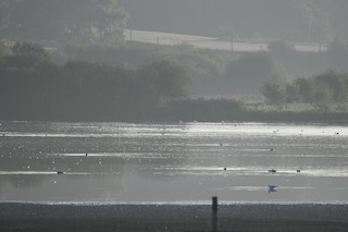 Fairburn Ings RSPB Reserve--Lin Dike, West Yorkshire, England, United ...