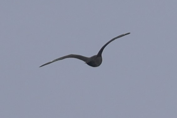 eBird Checklist - 13 Sep 2025 - Autumn Wind, Leg 2 - 11 species
