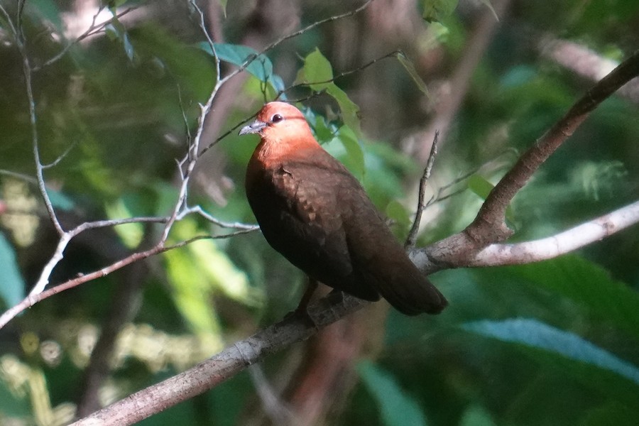 Santa Cruz Ground Dove - eBird