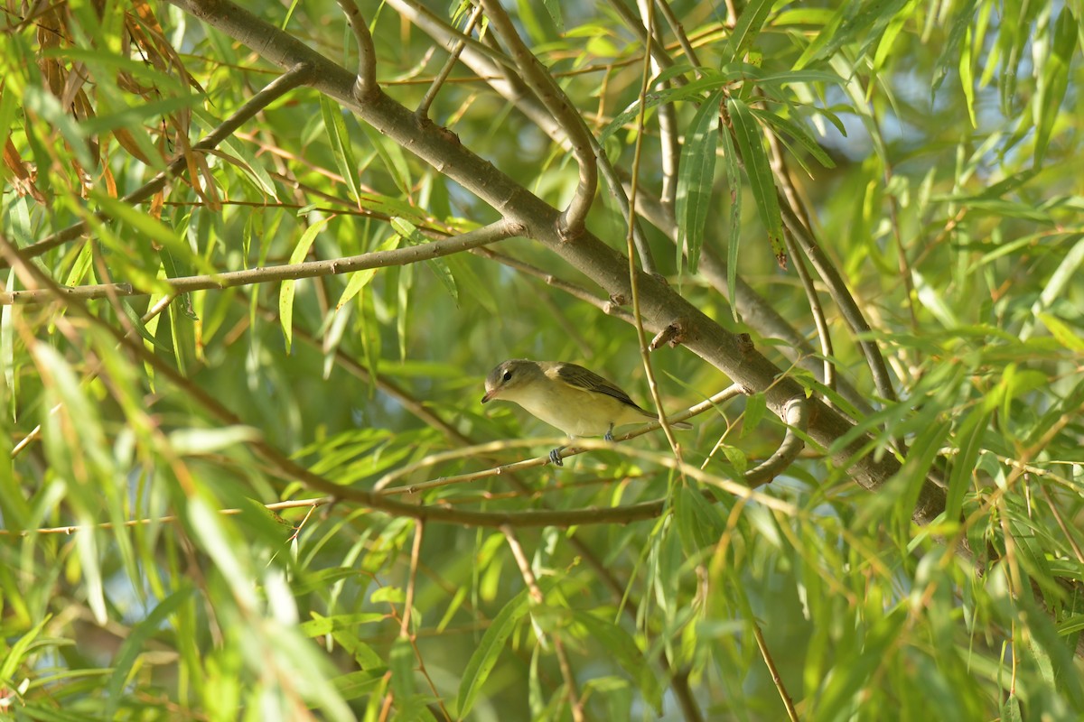 eBird Checklist - 13 Sep 2025 - Nathan Bedford Forrest SP--Eva Beach Recreation Area - 49 species