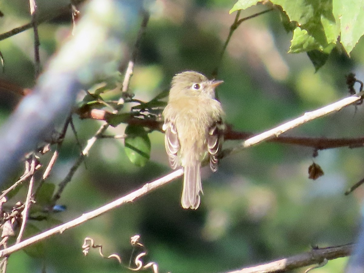 North Carolina Bird Atlas Checklist - 13 Sep 2025 - Jackson Park - 38 ...