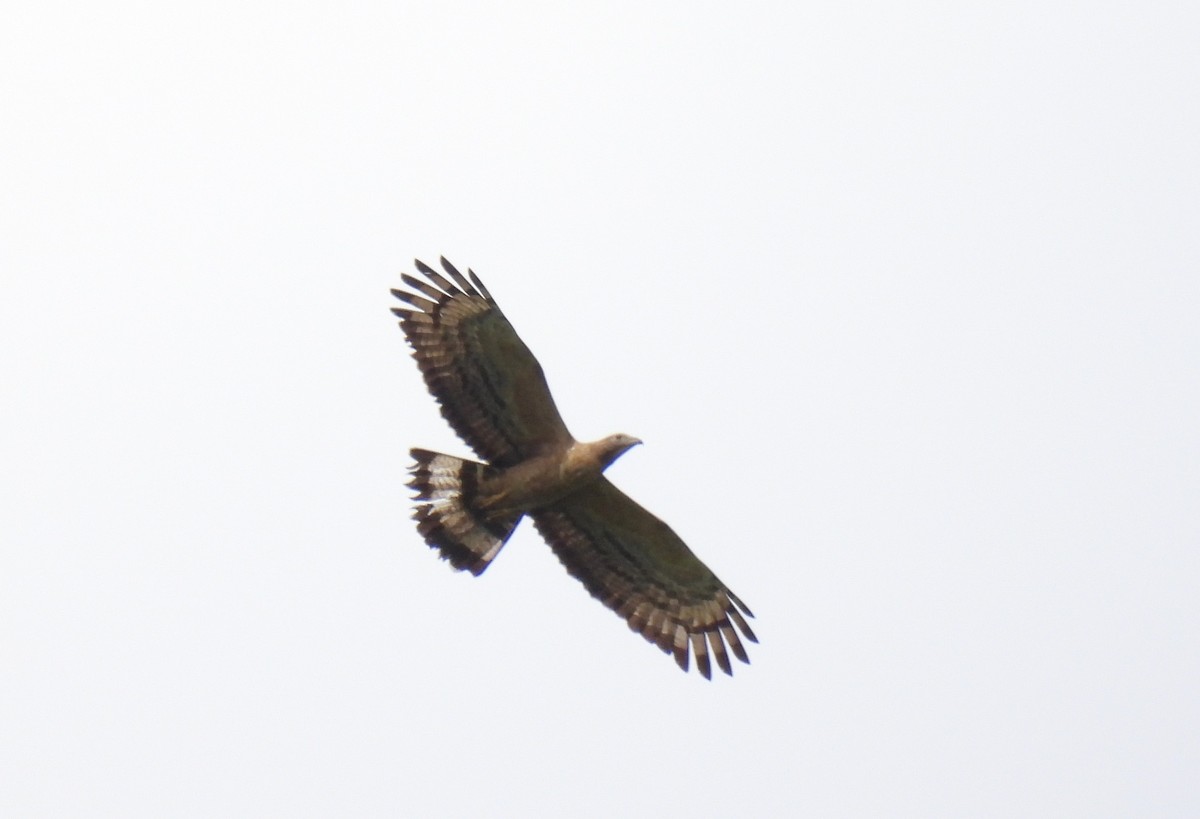 ML641846581 - Oriental Honey-buzzard - Macaulay Library