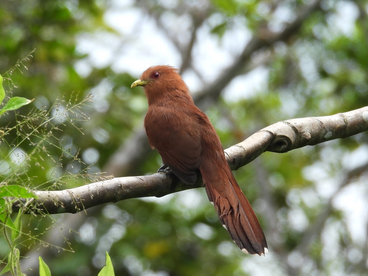 eBird Checklist - 28 Jul 2025 - Napo Wildlife Center - 33 species