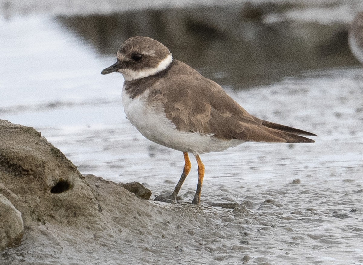 ML641864618 - Common Ringed Plover - Macaulay Library