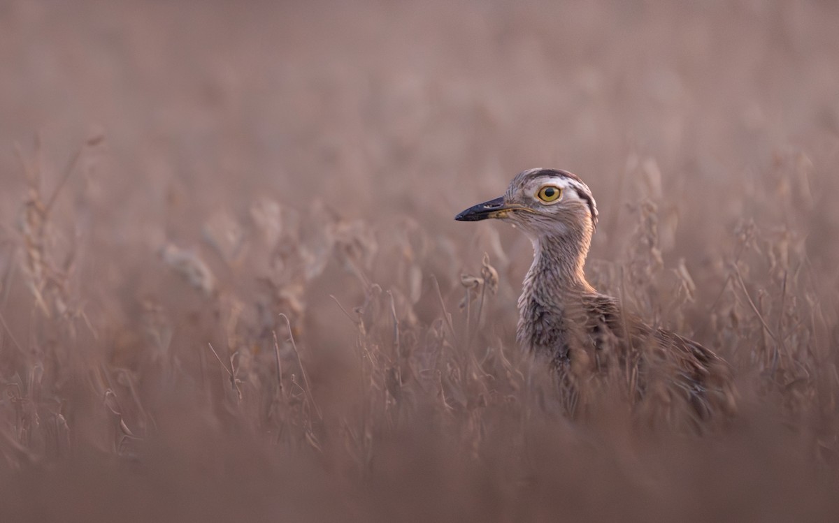 eBird Checklist - 14 Sep 2025 - Double Striped Thick-knee (view from ...