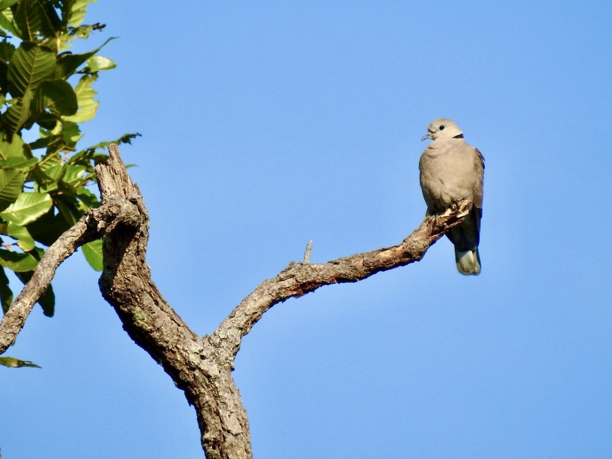 eBird Checklist - 24 Oct 2024 - Thap Lan NP--trail N–W of Sab Sadao Ranger Station - 22 species ...