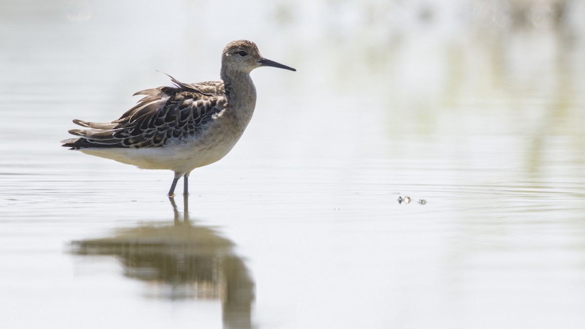 eBird Checklist - 14 Sep 2025 - Piute Ponds (permit required) - 73 ...