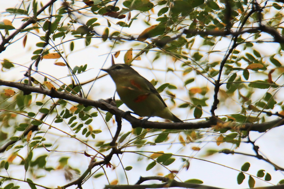 eBird Checklist - 13 Sep 2025 - Decatur Bike Trail--Fairview Park to Center St - 1 species
