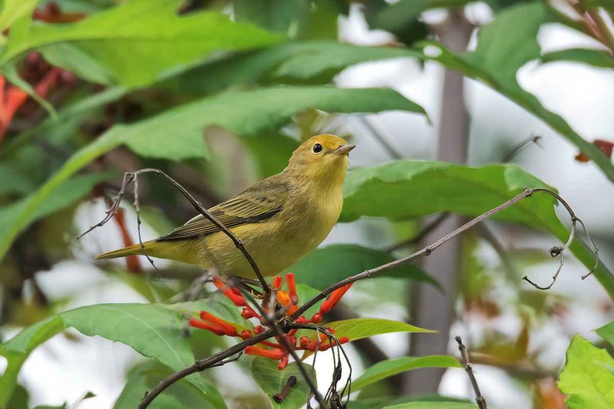 eBird Checklist - 14 Sep 2025 - My Wildlife Sanctuary - 25 species