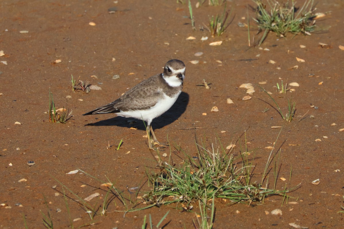 eBird Checklist - 15 Sep 2025 - Montrose Point Bird Sanctuary, Lincoln ...