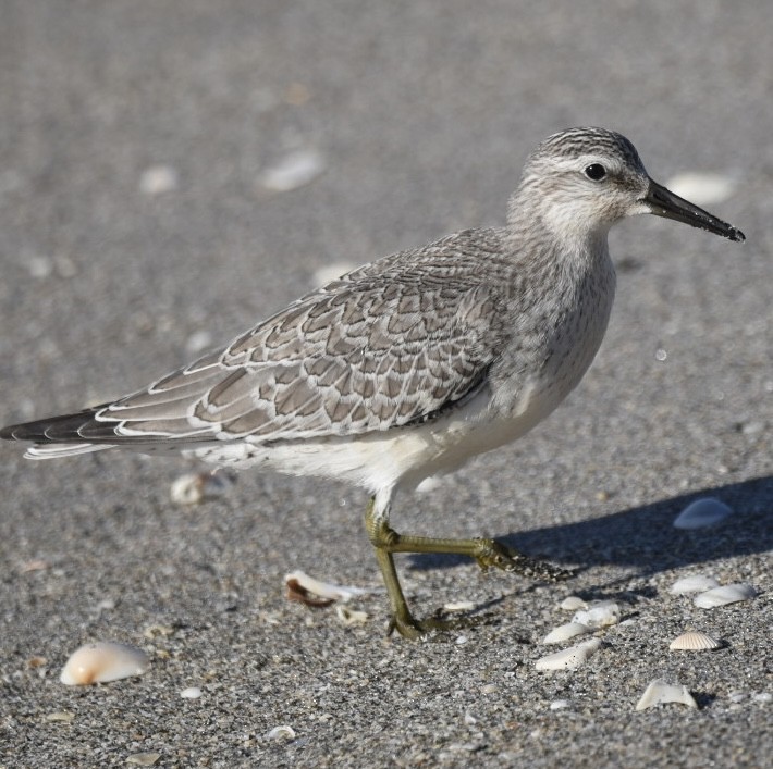 eBird Checklist - 15 Sep 2025 - Jupiter Inlet - 1 species