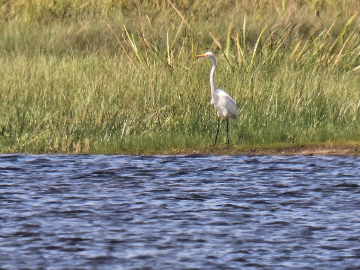 eBird Checklist - 15 Sep 2025 - Rainbow Flowage--Swamp Creek Landing ...