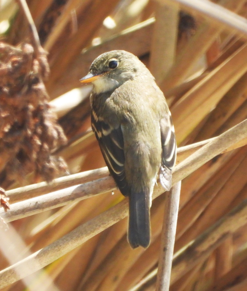 eBird Checklist - 15 Sep 2025 - Andree Clark Bird Refuge - 1 species