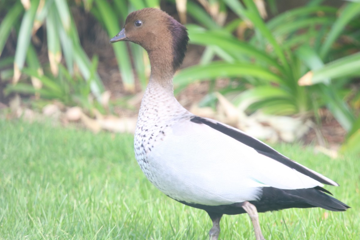 eBird Checklist - 15 Sep 2025 - Northern Memorial Park - 39 species