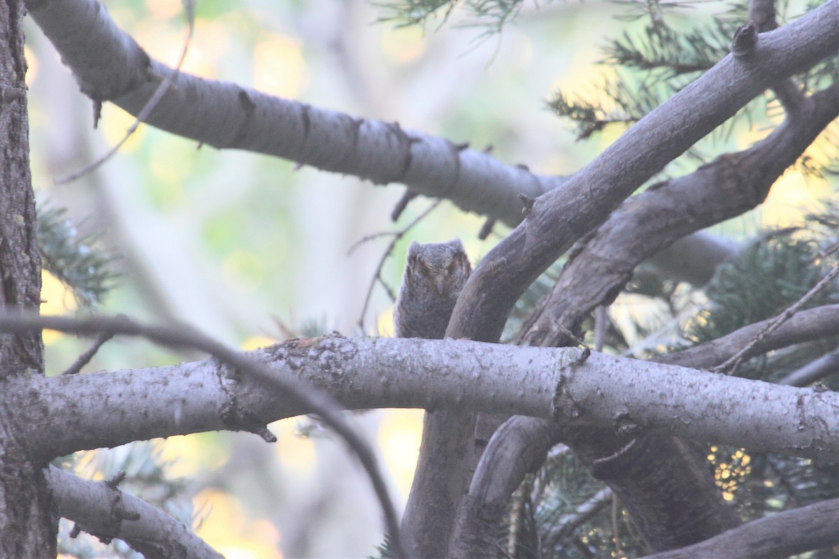 eBird Checklist - 22 Jul 2017 - Marlette Lake Trail - 40 species