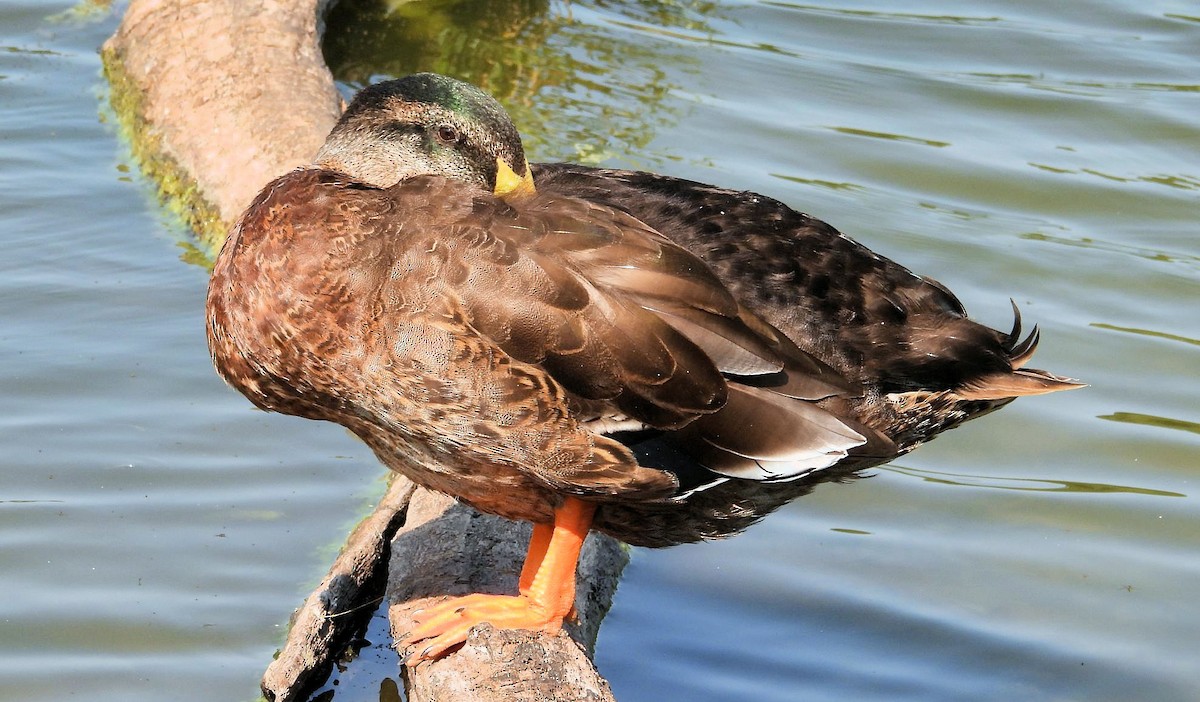 eBird Checklist - 16 Sep 2025 - Ellen Trout Park - 29 species