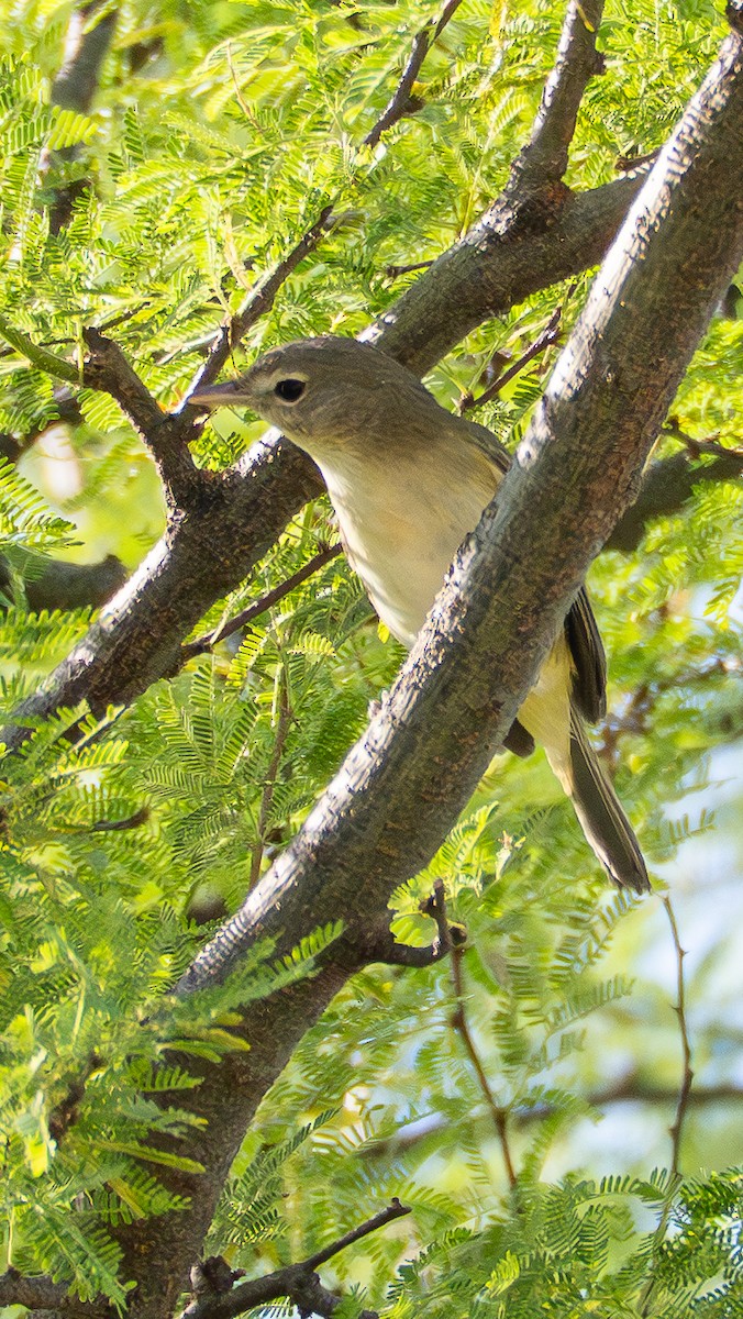 ML641978652 - Bell's Vireo - Macaulay Library