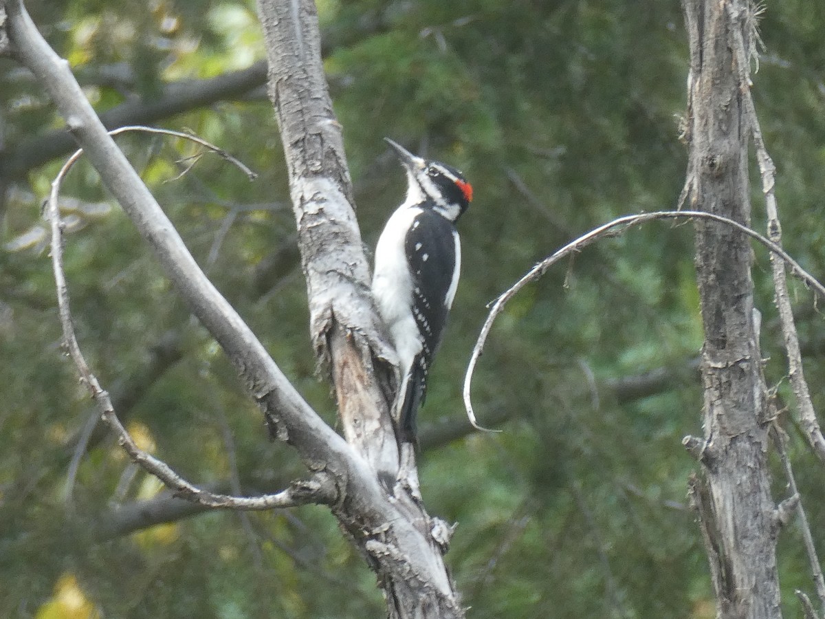 eBird Checklist - 16 Sep 2025 - Lair O' the Bear Park - 8 species