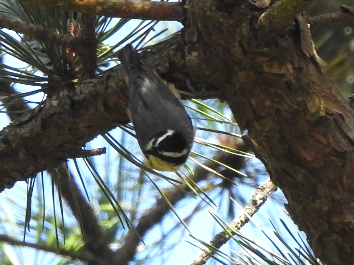 ML641996871 - Red-breasted Nuthatch - Macaulay Library