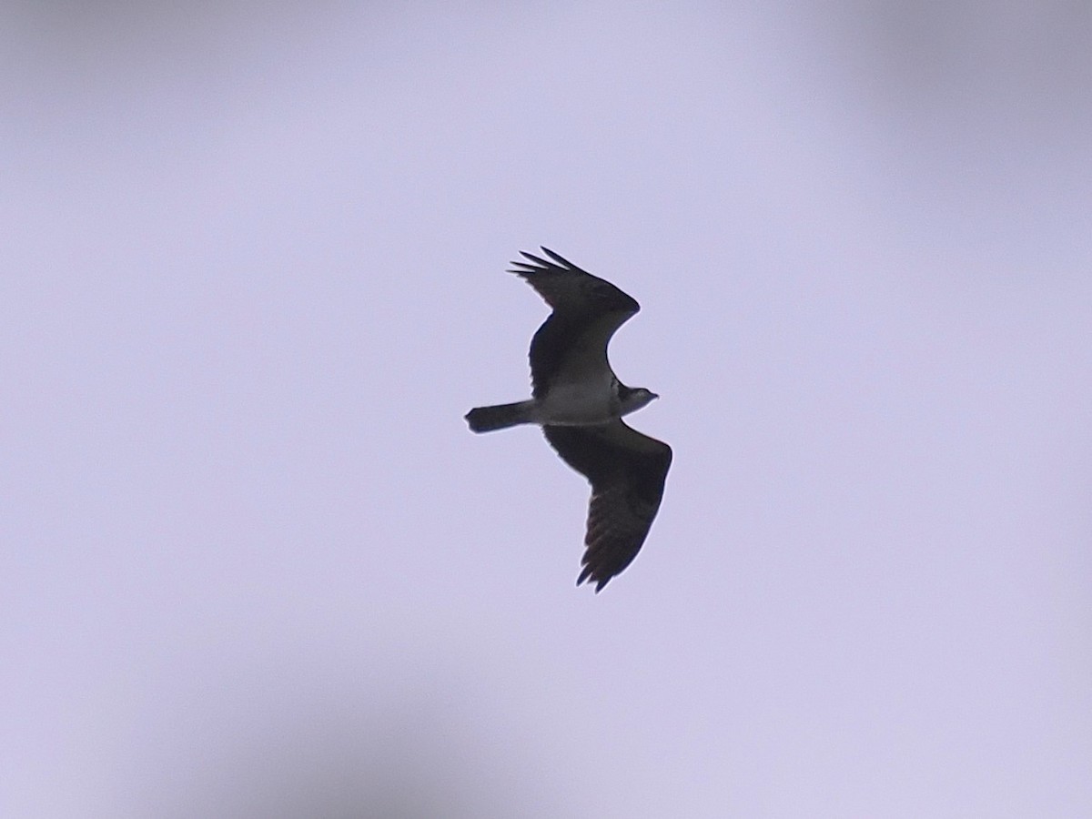Pennsylvania Bird Atlas Checklist - 16 Sep 2025 - Jacks Mountain Hawk ...