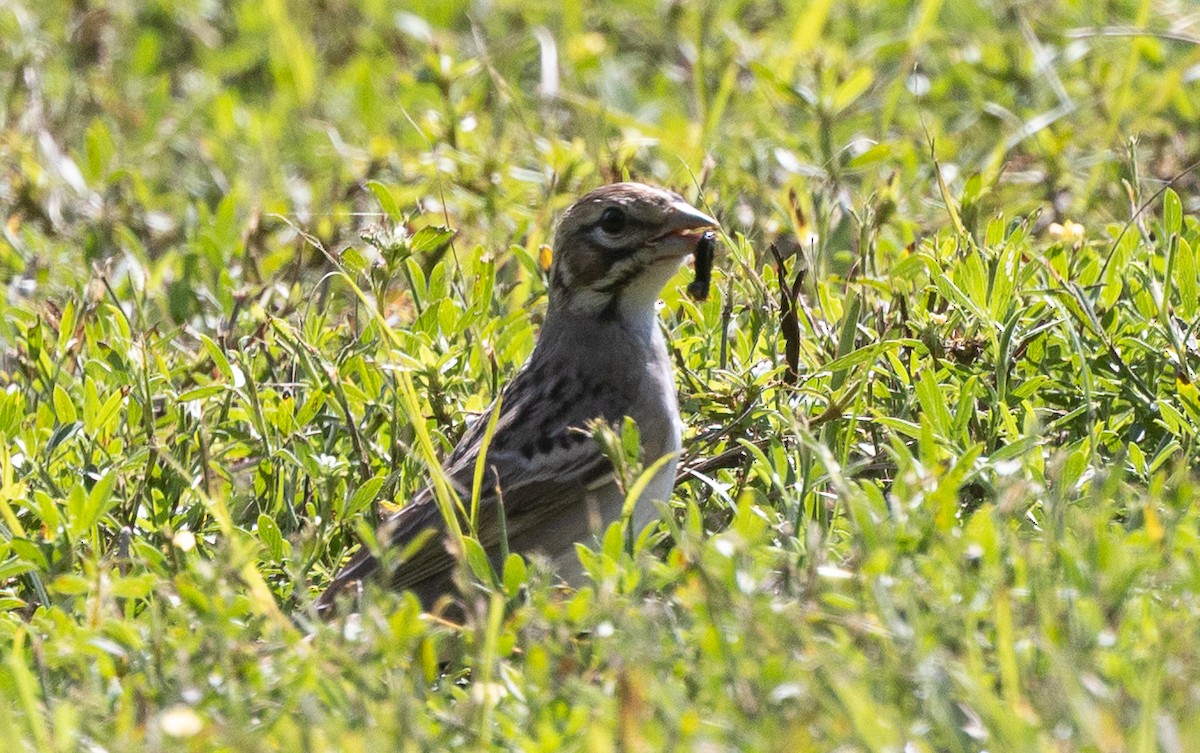 ML642002297 - Lark Sparrow - Macaulay Library