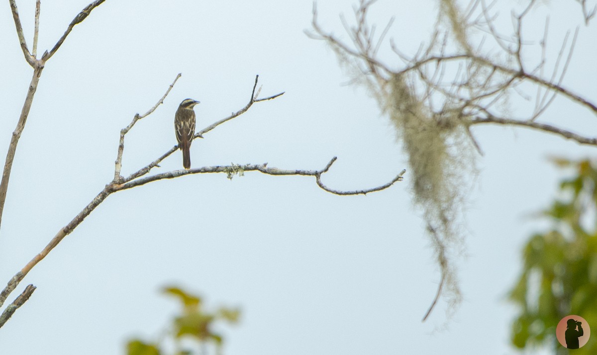 ML642021106 - Variegated Flycatcher - Macaulay Library
