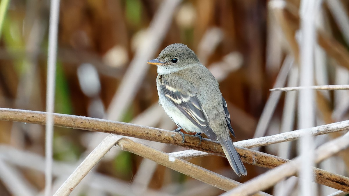 eBird Checklist - 16 Sep 2025 - Andree Clark Bird Refuge - 17 species
