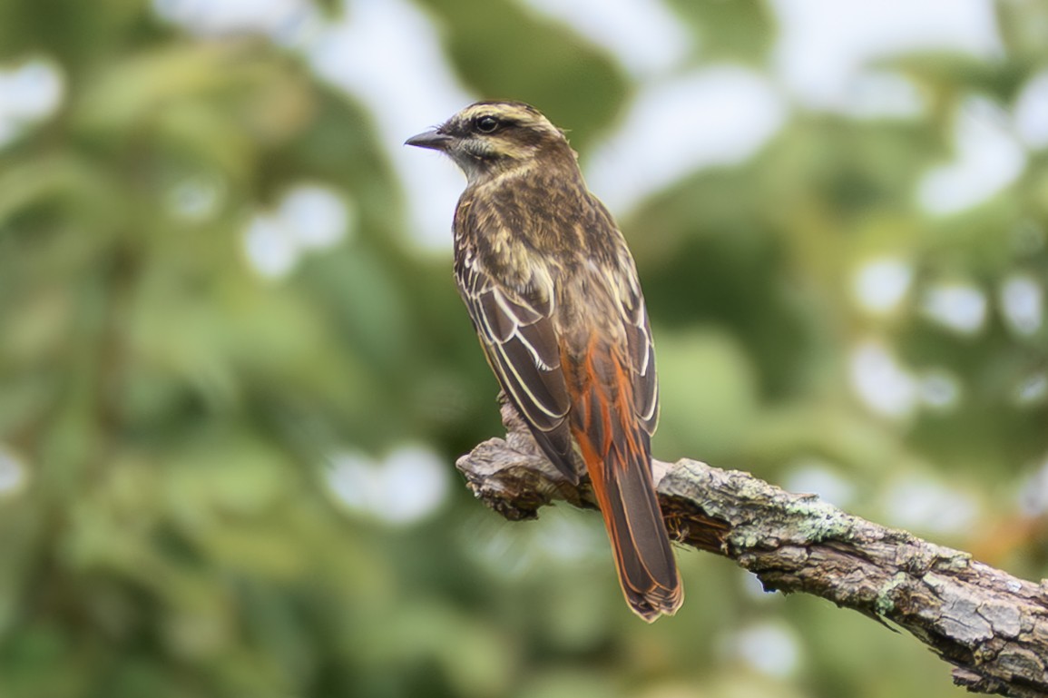 ML642027687 - Variegated Flycatcher - Macaulay Library