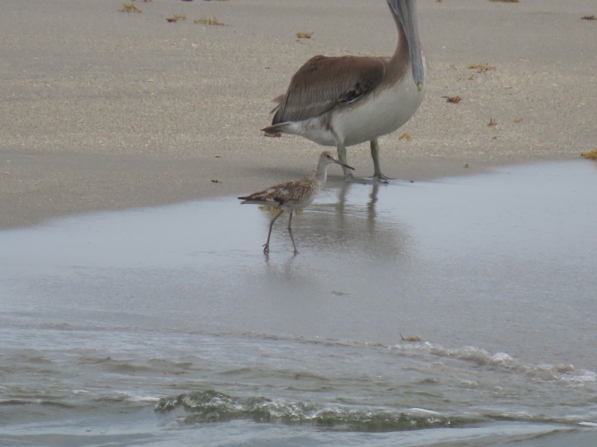 eBird Checklist - 17 Sep 2025 - Jupiter Inlet - 20 species