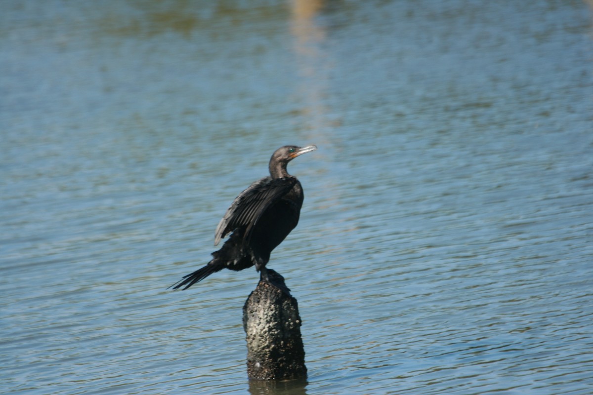 eBird Checklist - 12 Sep 2025 - South Padre Island (LTC 034; use more ...