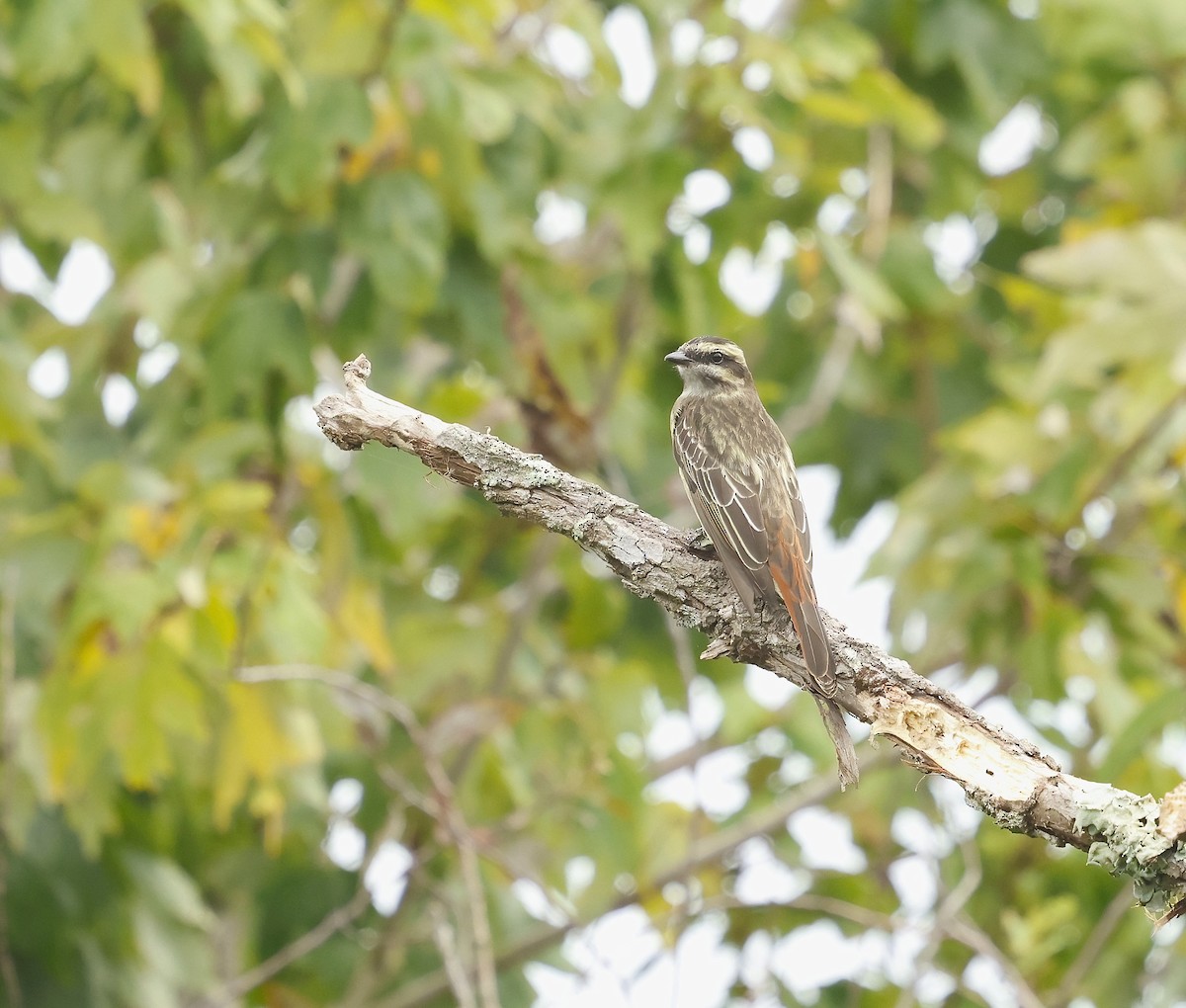 ML642032154 - Variegated Flycatcher - Macaulay Library