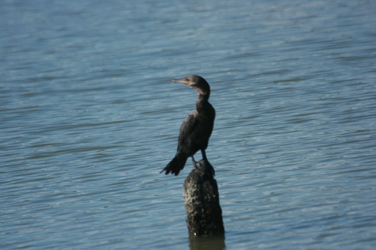 ML642042639 - Neotropic Cormorant - Macaulay Library