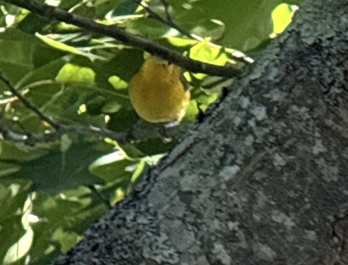 eBird Checklist - 18 Sep 2025 - Rachel Carson NWR--Timber Point Trail ...