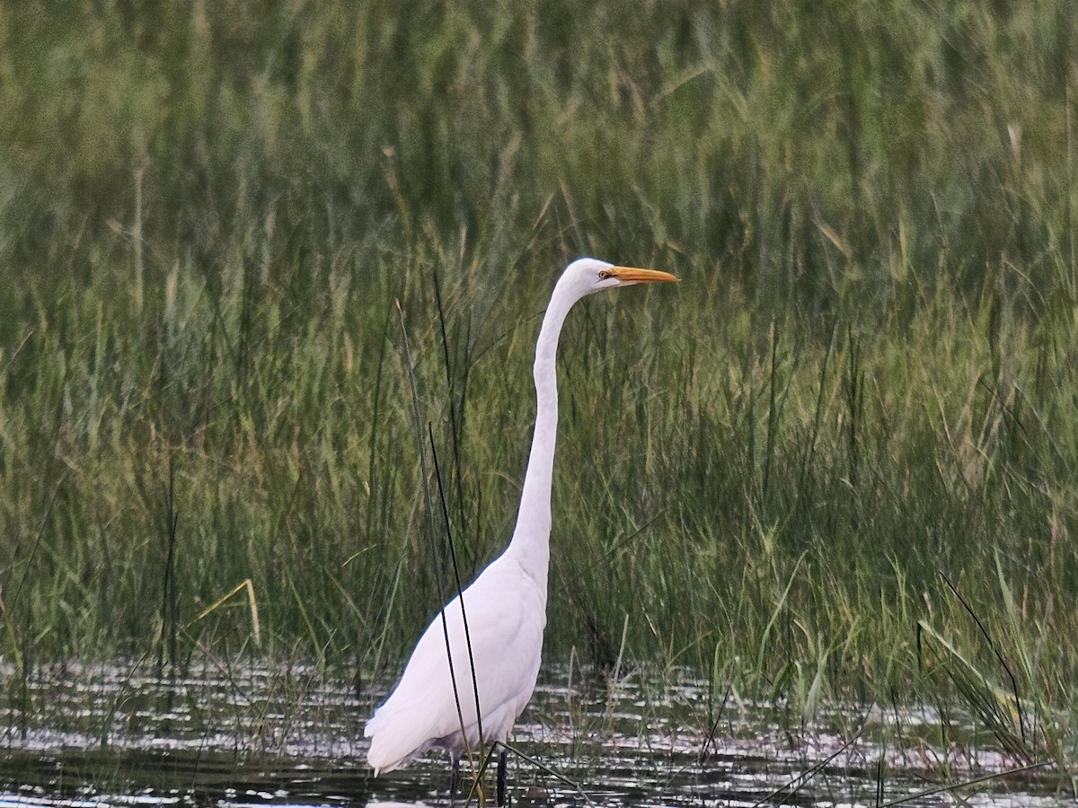 eBird Checklist - 18 Sep 2025 - Rainbow Flowage--Swamp Creek Landing ...