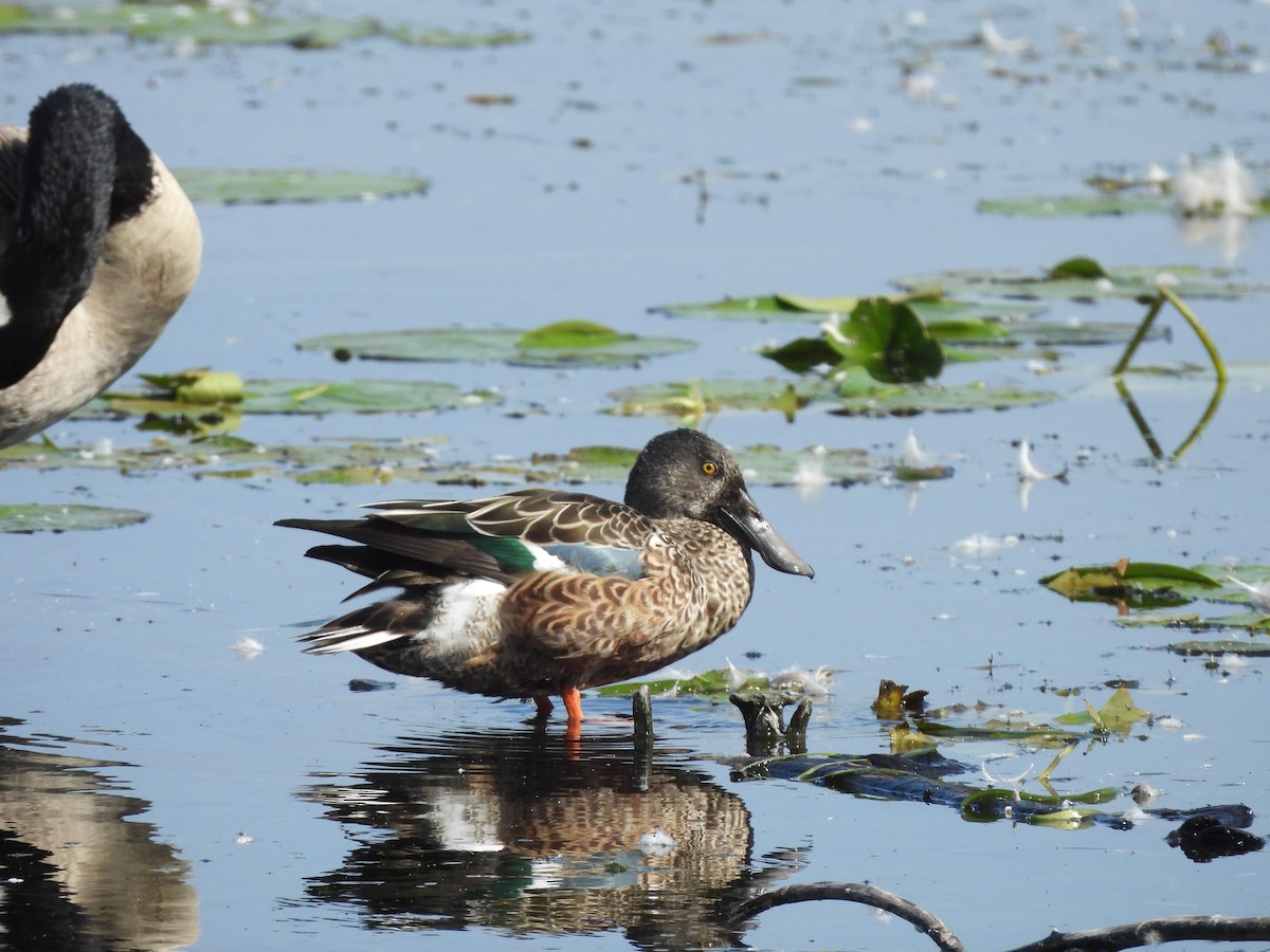 eBird Checklist - 18 Sep 2025 - Kingston--K&P Trail (1-3 km) - 22 species
