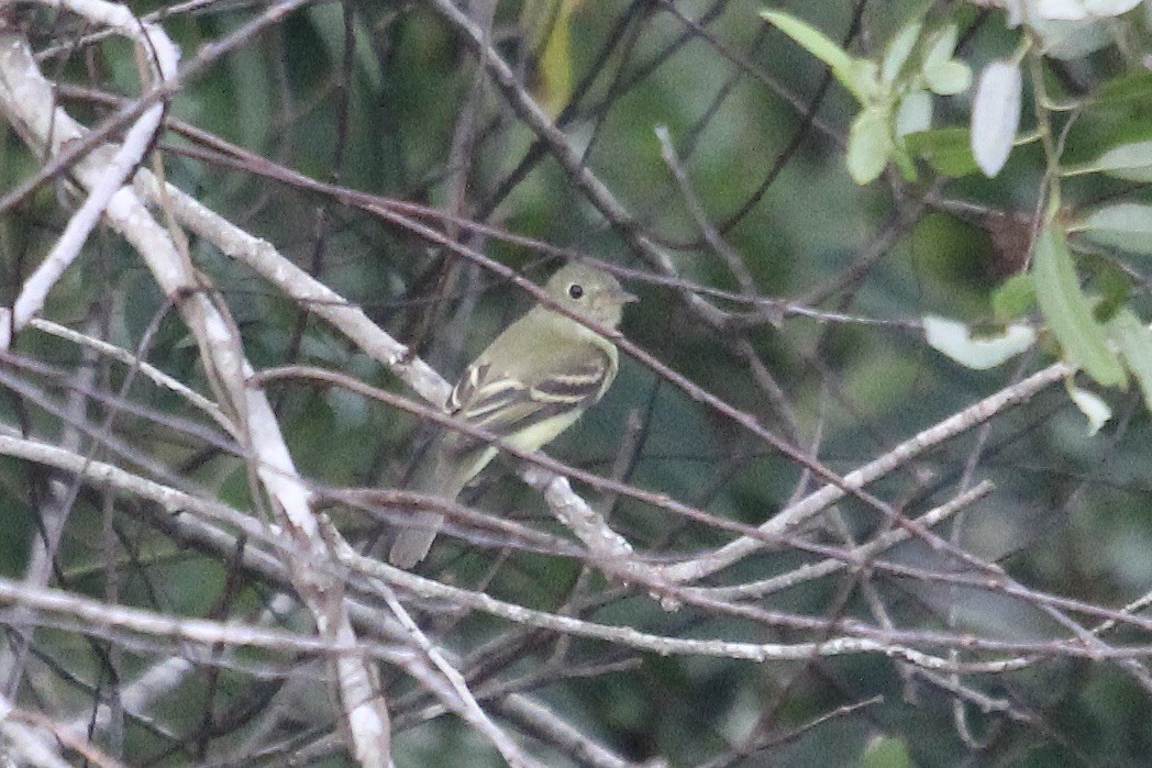 eBird Checklist - 18 Sep 2025 - Loxahatchee NWR - 27 species