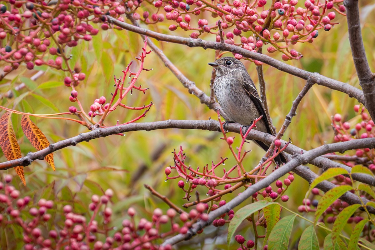ML642092493 - Dark-sided Flycatcher (Siberian) - Macaulay Library