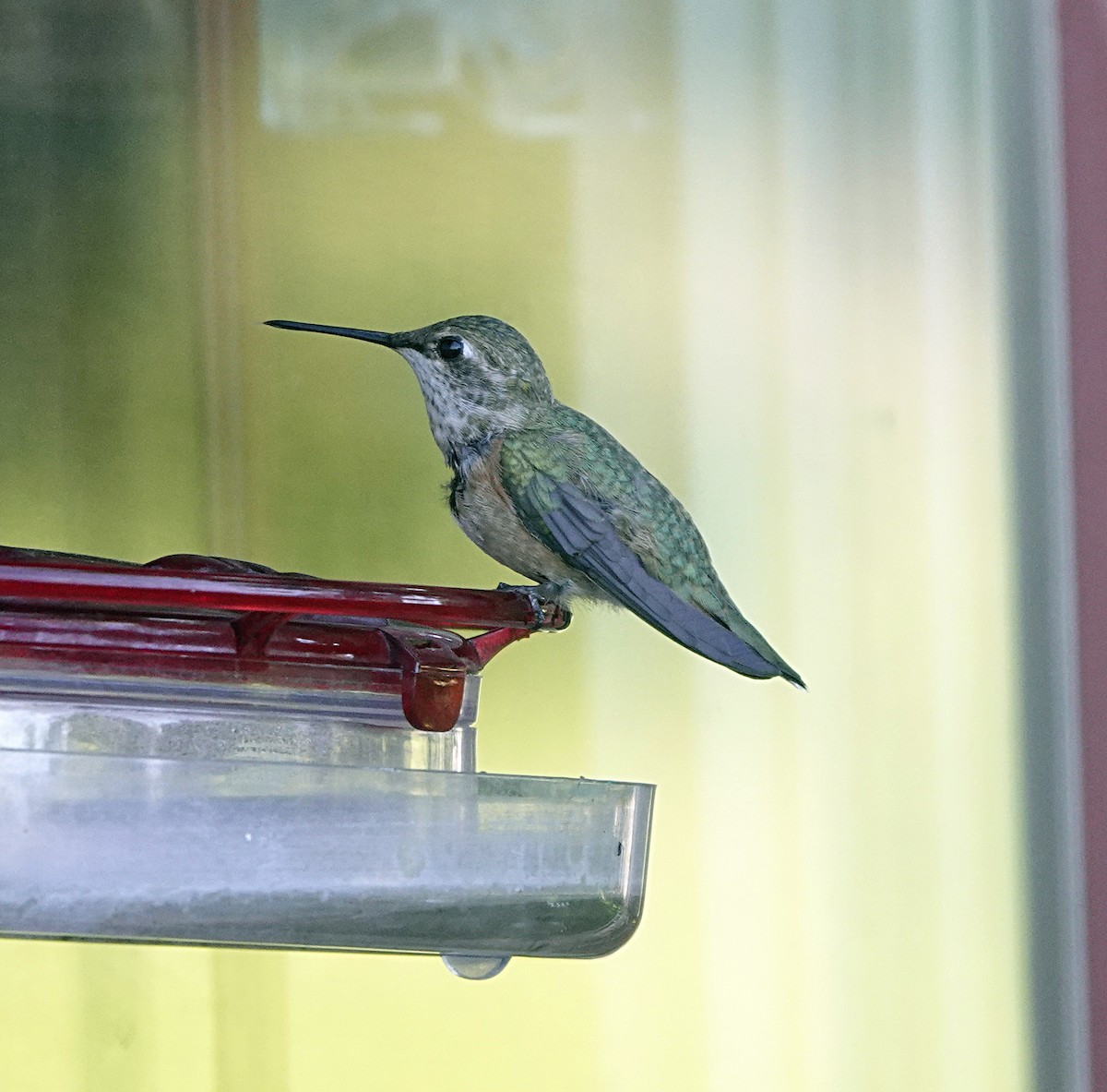 eBird Checklist - 15 Sep 2025 - Malheur NWR--Headquarters - 25 species