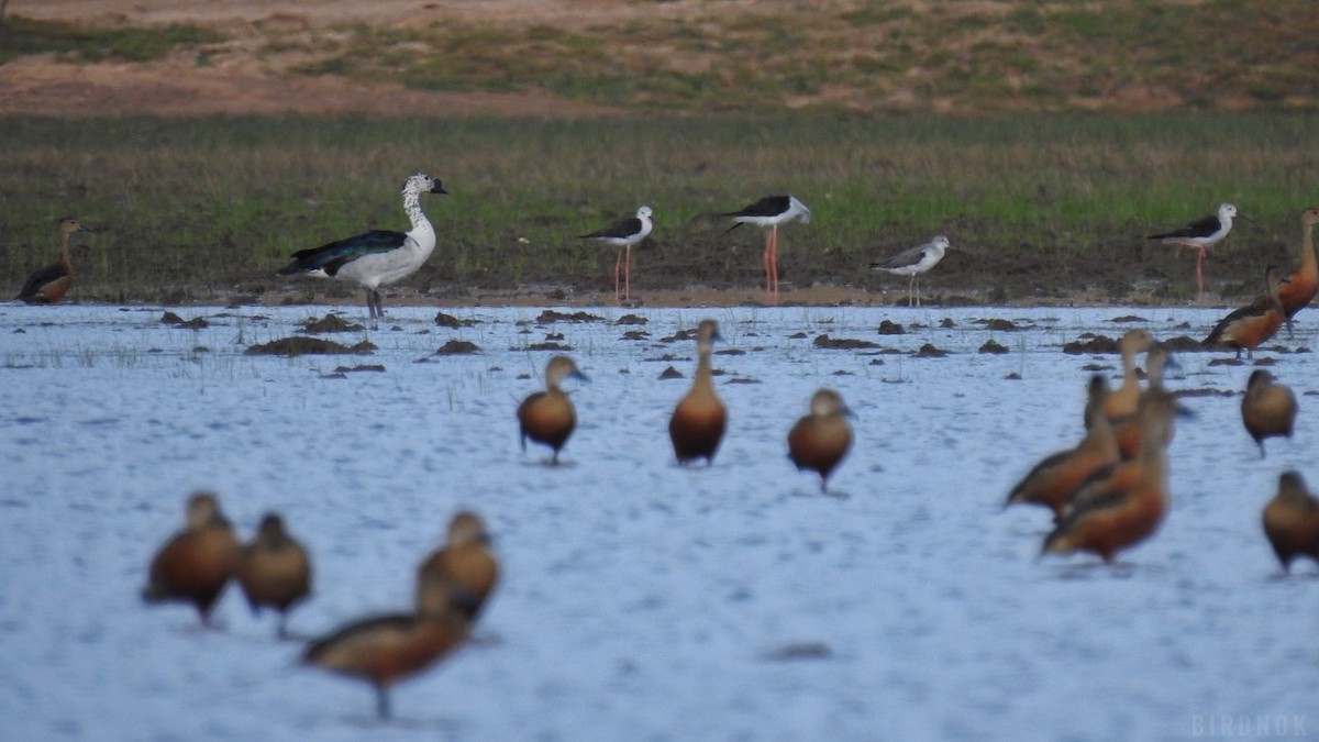 eBird Checklist - 29 Jun 2024 - Ban Kut Yai Reservoir - 16 species