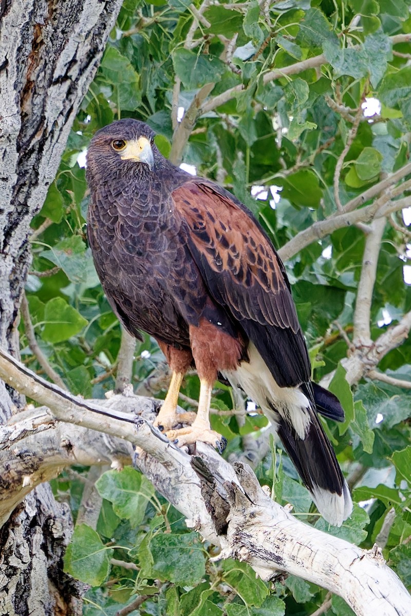 ML642103821 - Harris's Hawk - Macaulay Library