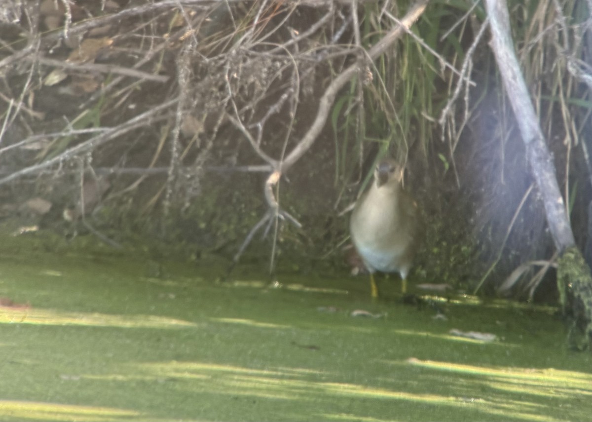 eBird Checklist - 18 Sep 2025 - Freese Rd., Liddell Lab and Ponds - 7 ...