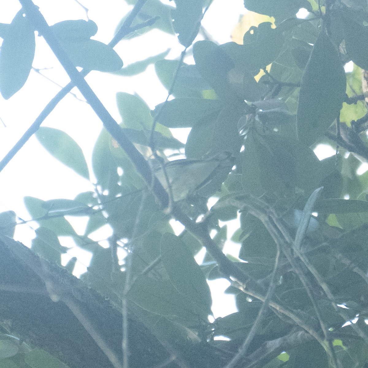 eBird Checklist - 19 Sep 2025 - Santa Fe River Preserve--Gracy Trail ...