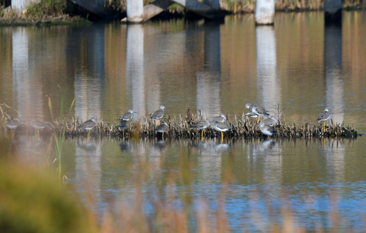 eBird Checklist - 19 Sep 2025 - Massasoit Bridge - Long Pond - 2 species