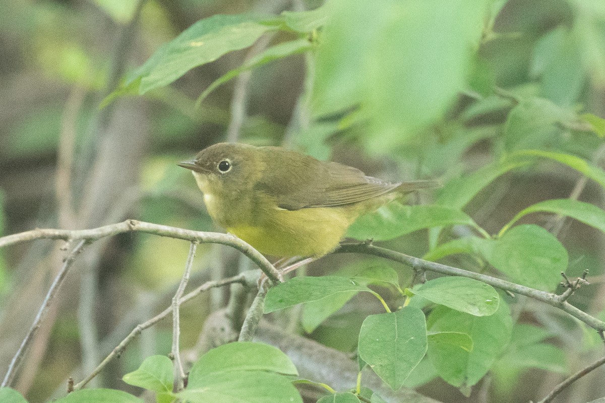 eBird Checklist - 19 Sep 2025 - Middle Run Natural Area - 28 species